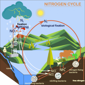 Natural Cycles - Economic Democracy Advocates